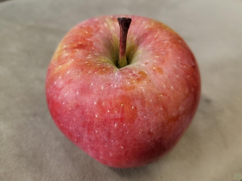 Jabloň ´Rubelit´ - Záhradníctvo Spomyšl