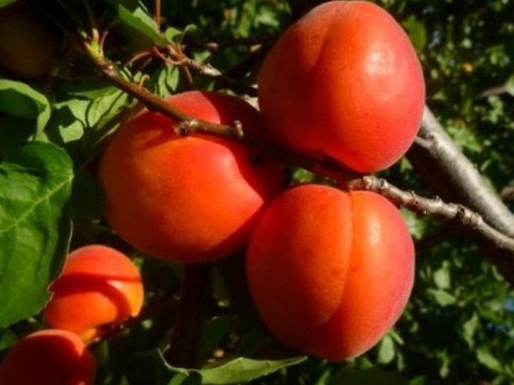 Marhuľa 'Paroly' - kontajner - Záhradníctvo Spomyšl