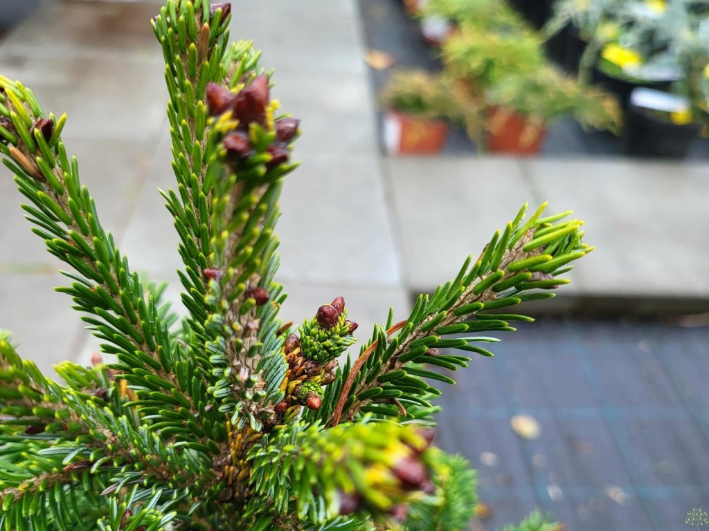 Smrek likiangský var. purpurea - Záhradníctvo Spomyšl