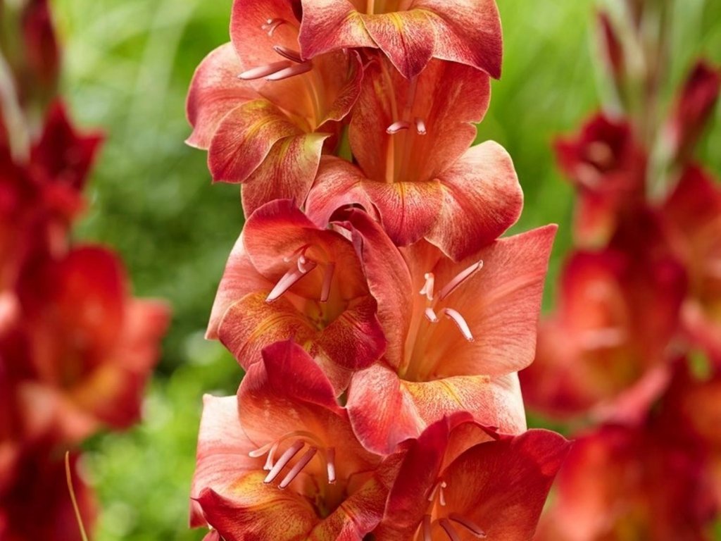 Gladiola ´Michelle´ 5ks - Záhradníctvo Spomyšl