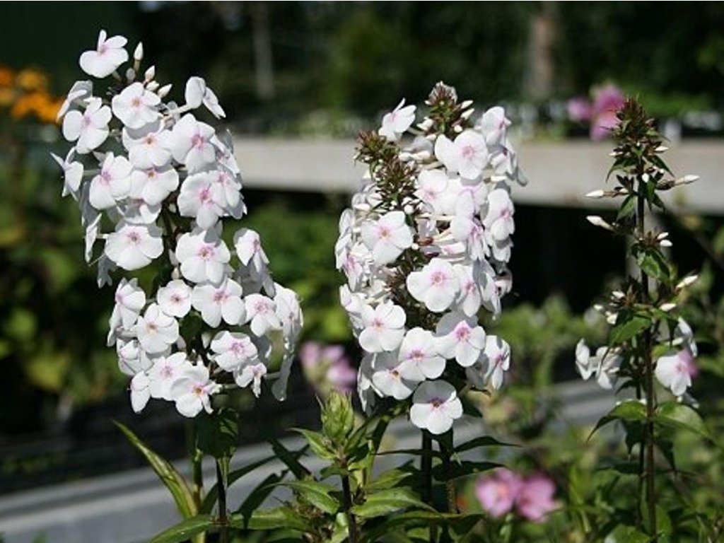 Flox maculata ´Delta´ - Phlox maculata ´Delta´ - Záhradníctvo Spomyšl