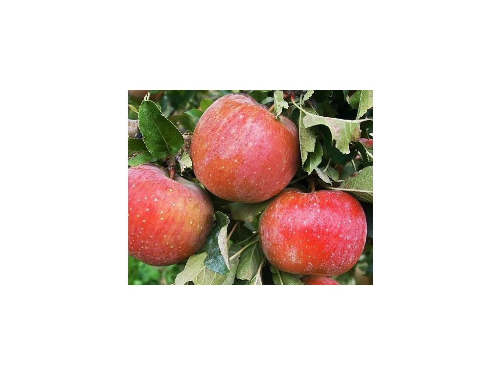Jabloň ´Selena´ - Záhradníctvo Spomyšl