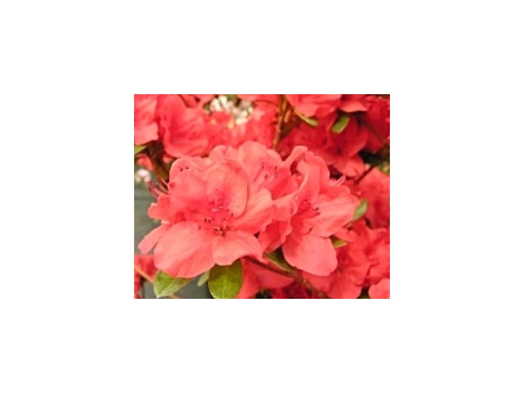 Japonská azalka obtusum - Záhradníctvo Spomyšl