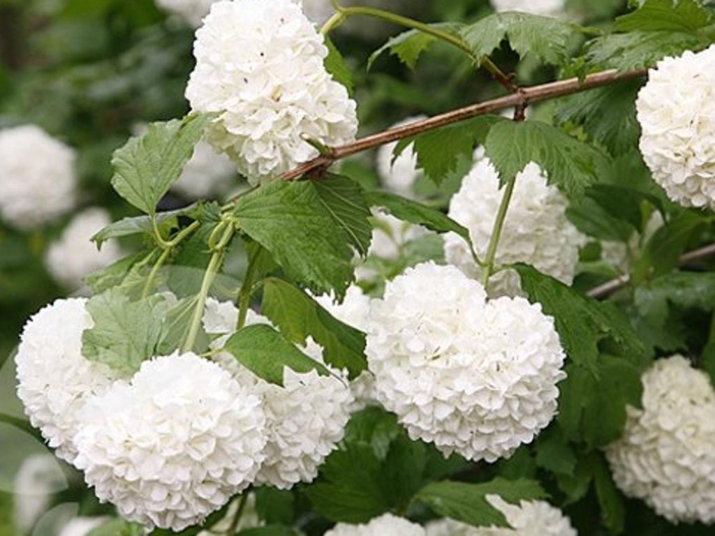 Kalina obyčajná - Záhradníctvo Spomyšl