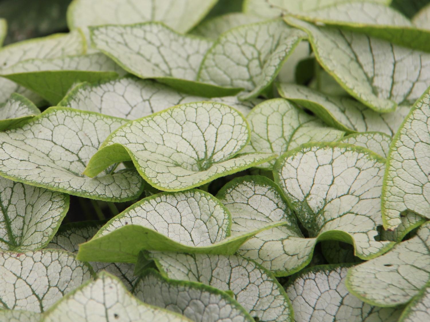 brunnera silver spear