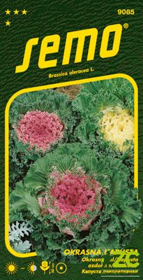 KAPUSTA OKRASNÁ - SMĚS BAREV 0.5 g EXP. 12/2025 | Zahradní technika ...