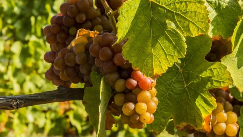 Co navštívit na jižní Moravě – 15 tipů na výlet, které si zamilujete