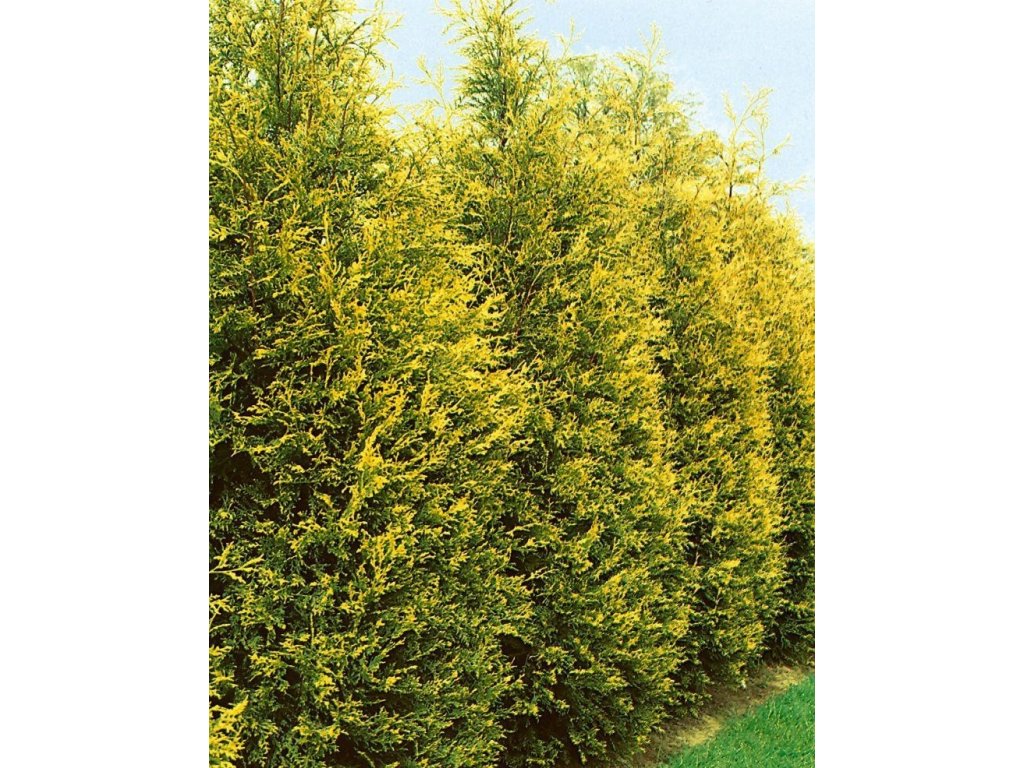 Cupressocyparis leylandii 'Castlewellan Gold' (Cypřišovec Leylandův ...