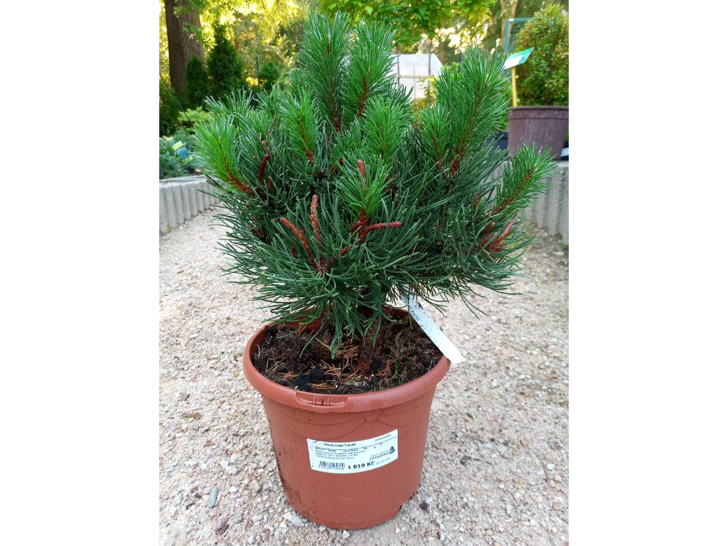 Pinus mugo 'Laurin' (Borovice kleč) - Zahradní Centrum SMARAGD