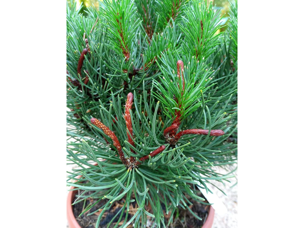 Pinus mugo 'Laurin' (Borovice kleč) - Zahradní Centrum SMARAGD