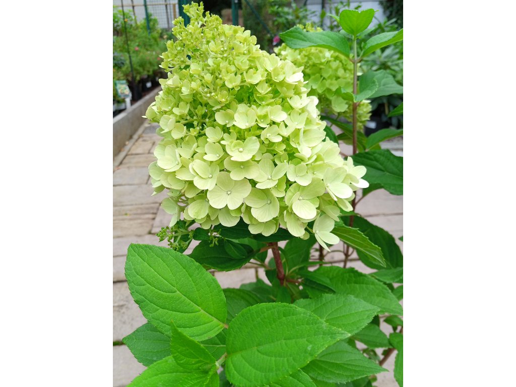 Hydrangea paniculata 'Mojito'® (Hortenzie latnatá) - Zahradní Centrum ...