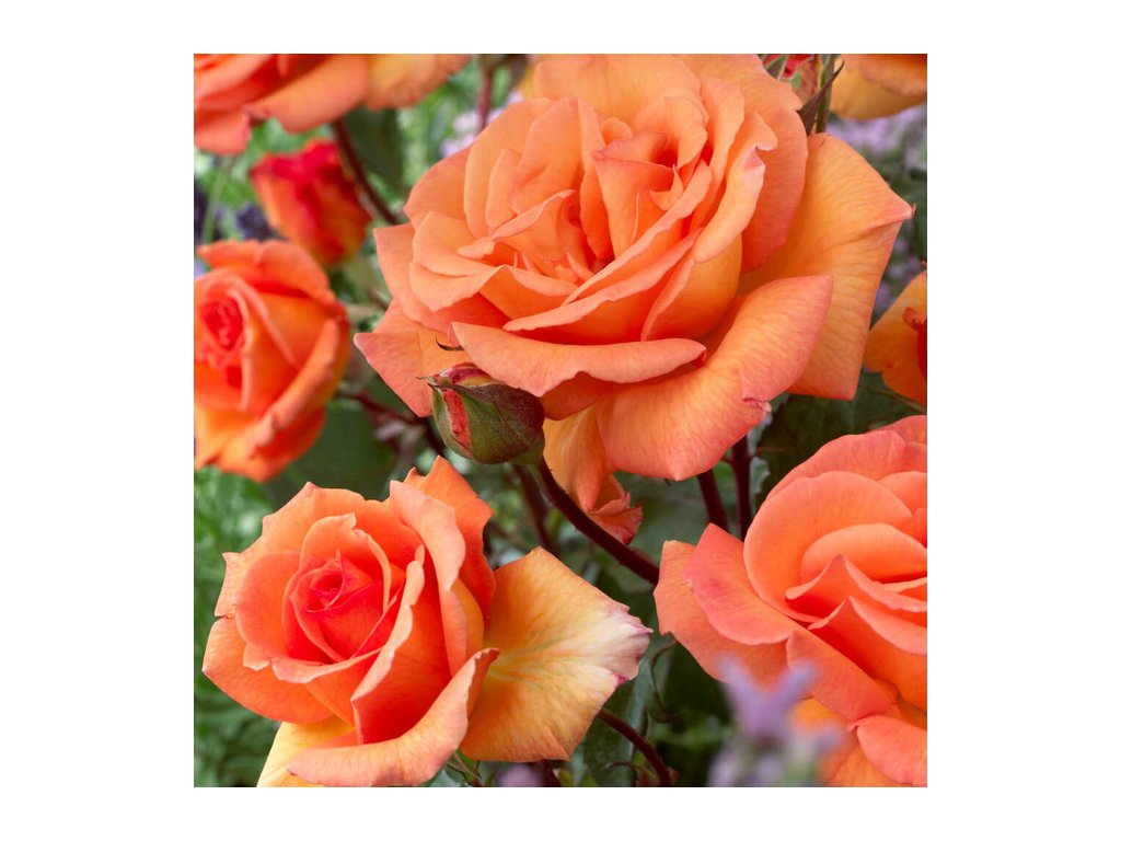 Růže 'Doris Tysterman' – sytě oranžová keřová růže