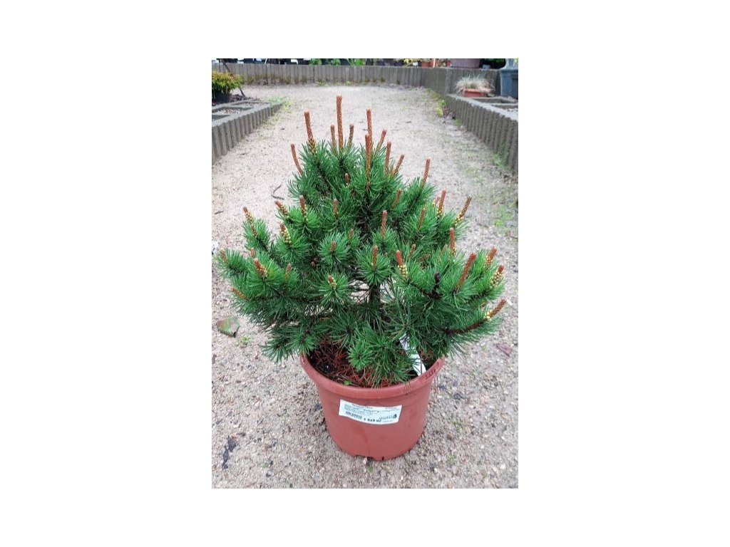Pinus mugo 'Laurin' (Borovice kleč) - Zahradní Centrum SMARAGD